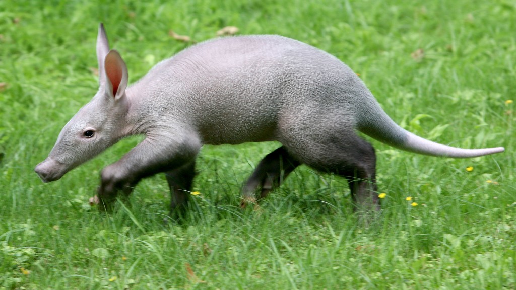 SR-Mediathek.de: Schlagwort: Erdferkel