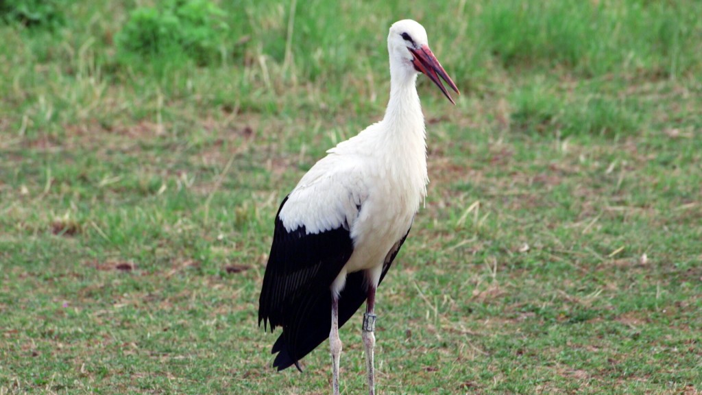 SR-Mediathek.de: Schlagwort: Storch